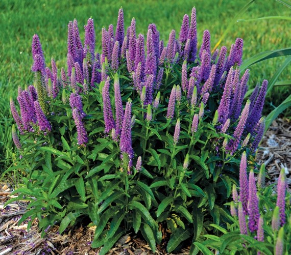 Veronica - Adams Fairacre Farms